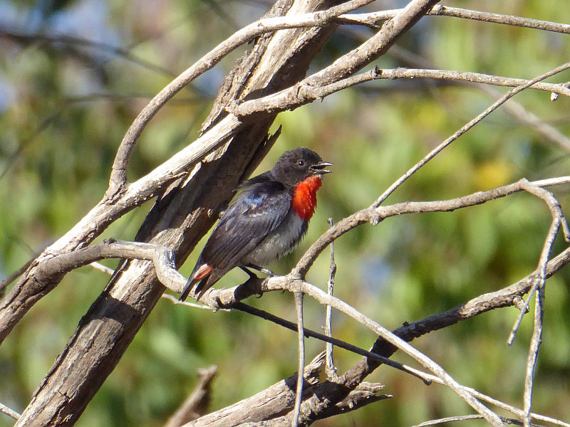 Mistletoebird | Friends of Queens Park Bushland