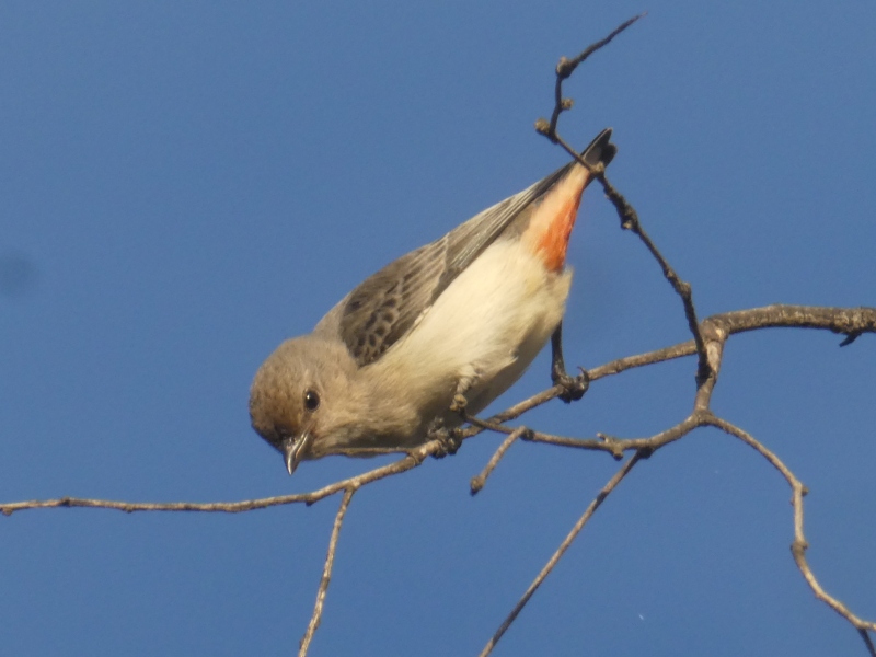 Mistletoebird | Friends of Queens Park Bushland