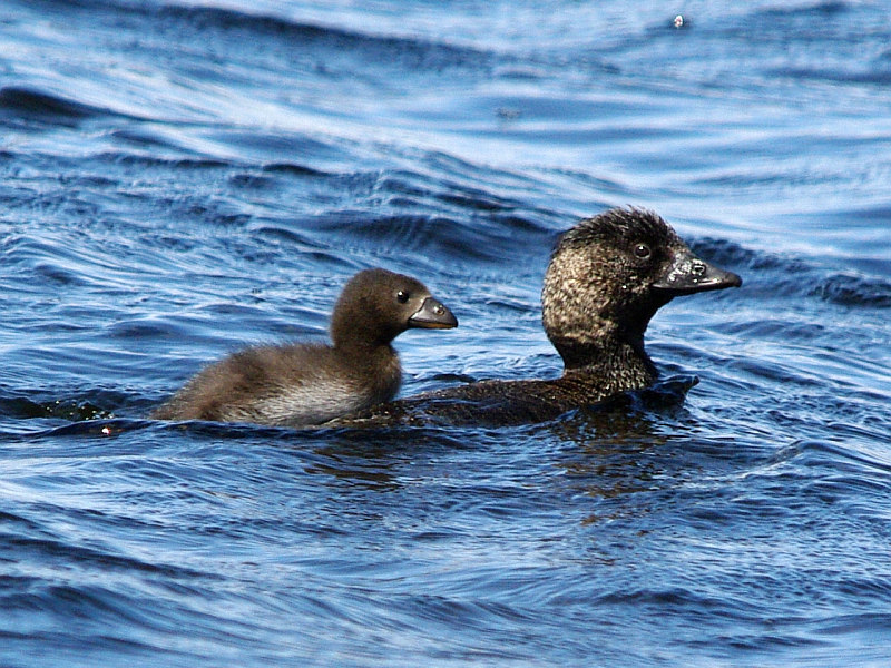 Musk Duck | Friends of Queens Park Bushland