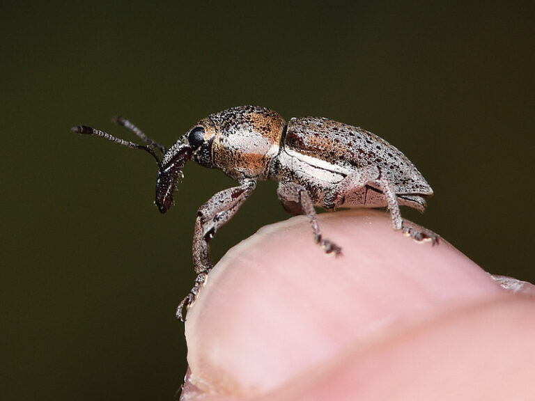 Nemestra incerta | Friends of Queens Park Bushland