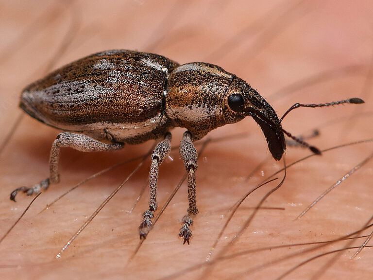 Nemestra incerta | Friends of Queens Park Bushland