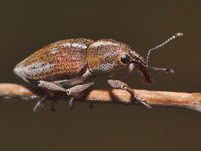 Nemestra incerta | Friends of Queens Park Bushland