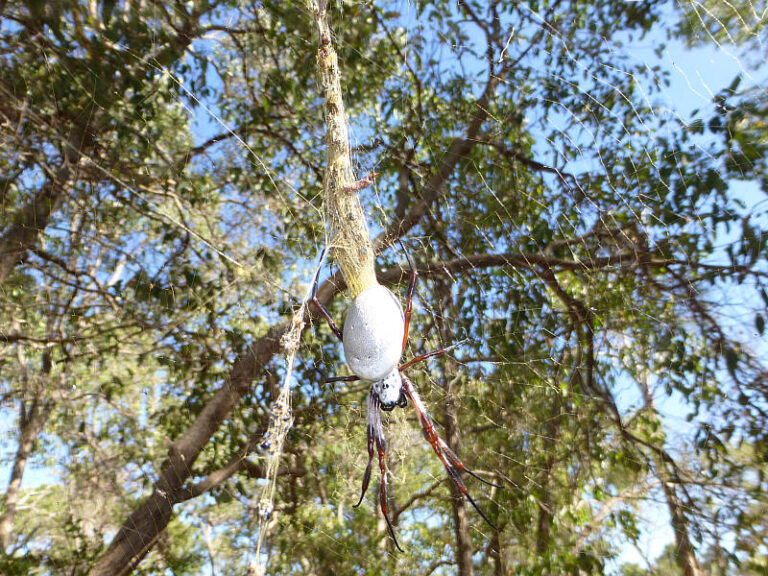 Trichonephila edulis | Friends of Queens Park Bushland