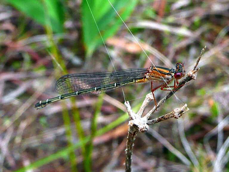 Xanthagrion erythroneurum | Friends of Queens Park Bushland