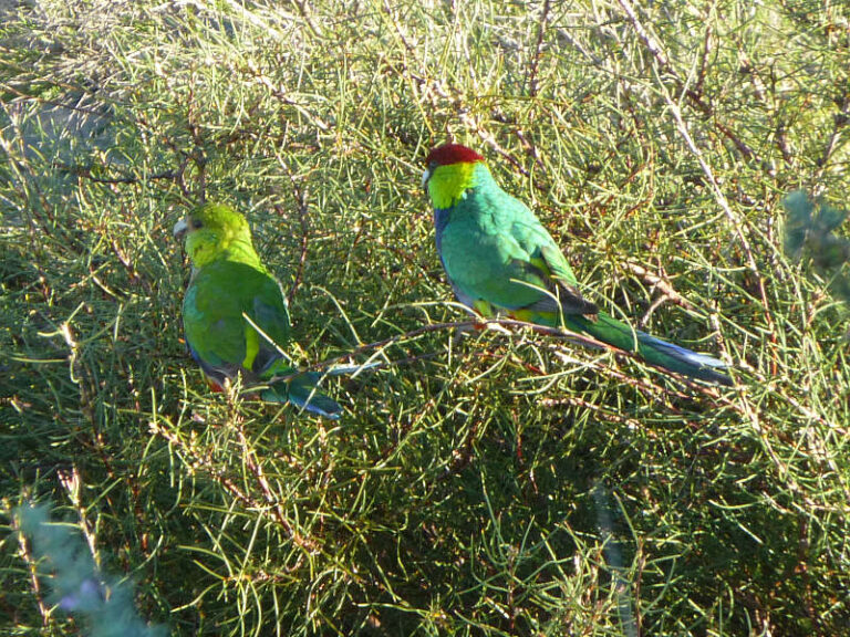 Red-capped Parrot | Friends of Queens Park Bushland