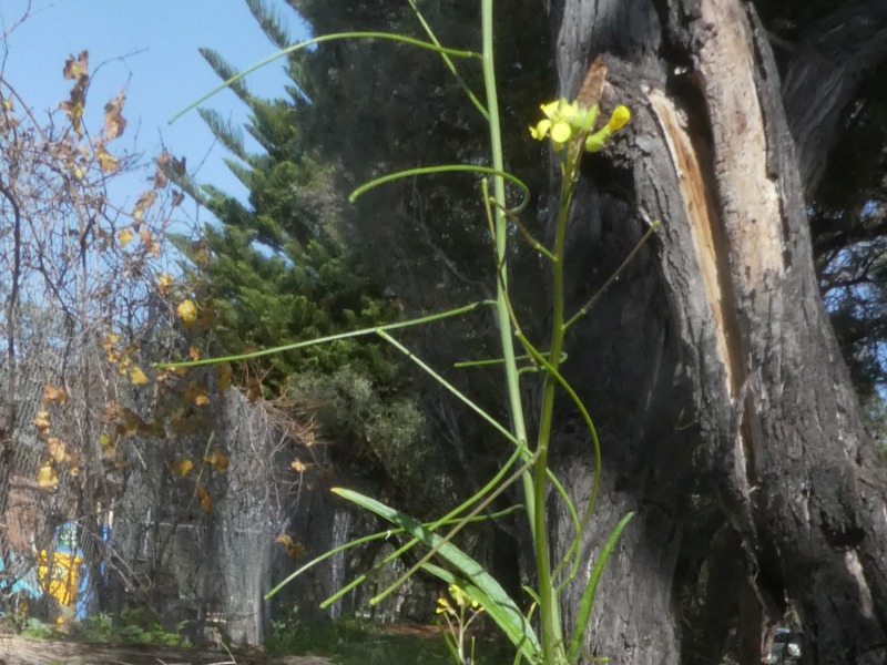 Sisymbrium orientale | Friends of Queens Park Bushland