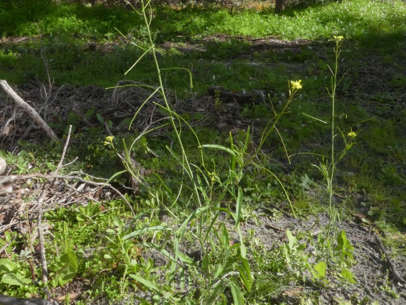Sisymbrium orientale | Friends of Queens Park Bushland