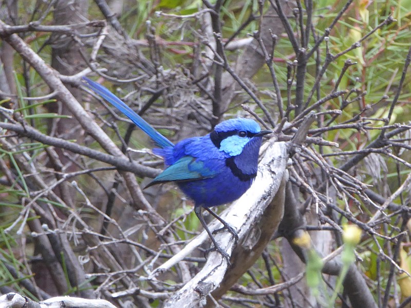 Splendid Fairy-wren | Friends of Queens Park Bushland