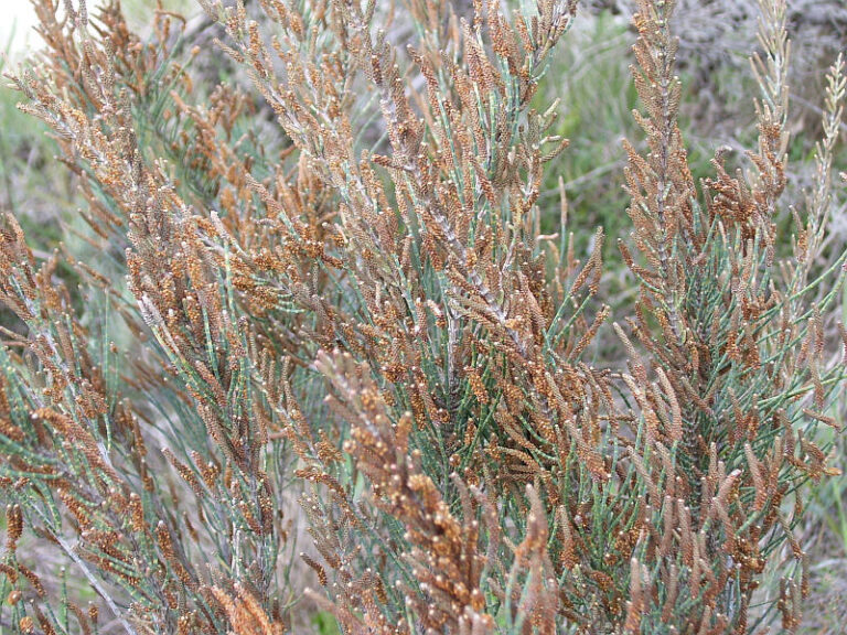 Allocasuarina humilis female | Friends of Queens Park Bushland