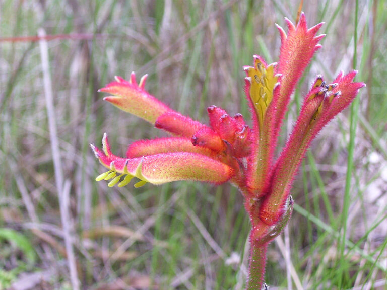 Anigozanthos humilis | Friends of Queens Park Bushland