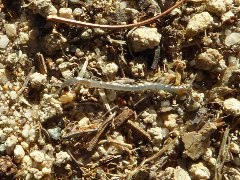 Arthrorhabdus sp. 1 | Friends of Queens Park Bushland