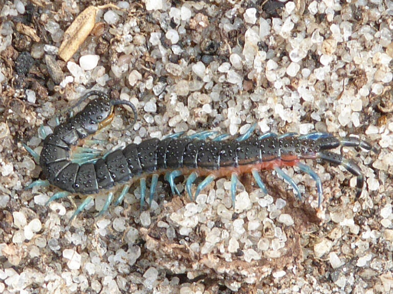 Scolopendra laeta | Friends of Queens Park Bushland