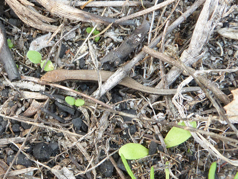 Common Dwarf Skink | Friends of Queens Park Bushland