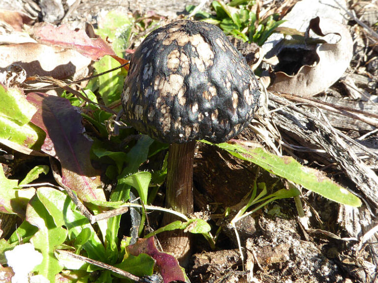 fungus-23-friends-of-queens-park-bushland