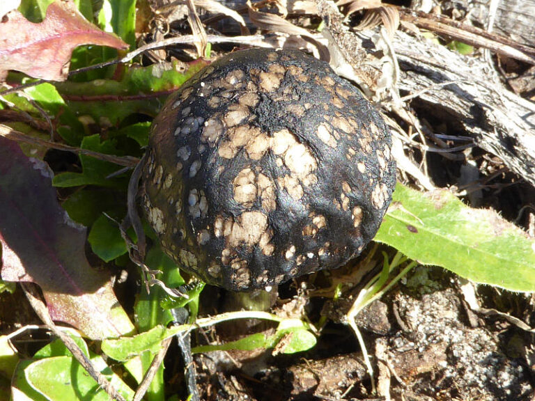 fungus-23-friends-of-queens-park-bushland