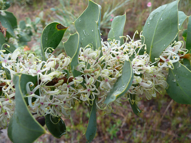 Hakea prostrata | Friends of Queens Park Bushland