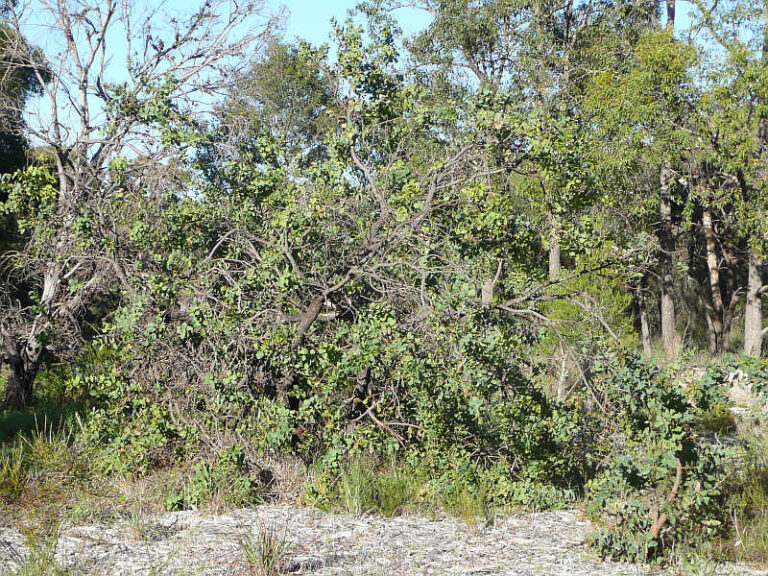 Hakea prostrata | Friends of Queens Park Bushland