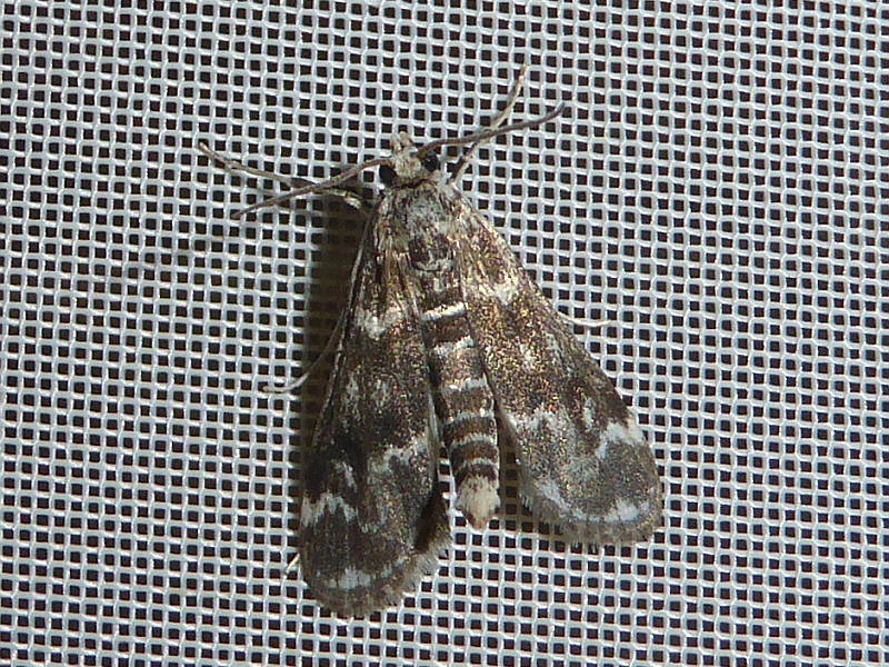 Hygraula nitens | Friends of Queens Park Bushland