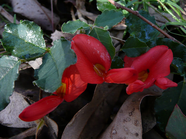 Kennedia prostrata | Friends of Queens Park Bushland