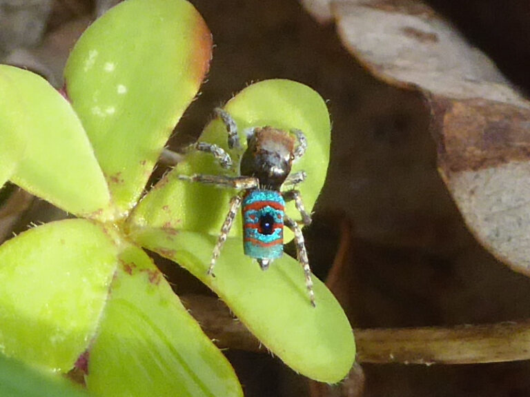 Maratus mungaich | Friends of Queens Park Bushland