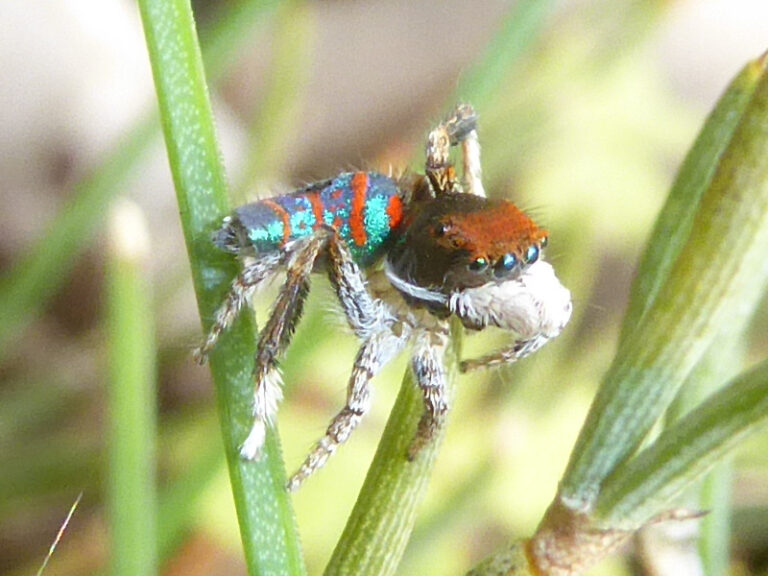 Maratus mungaich | Friends of Queens Park Bushland
