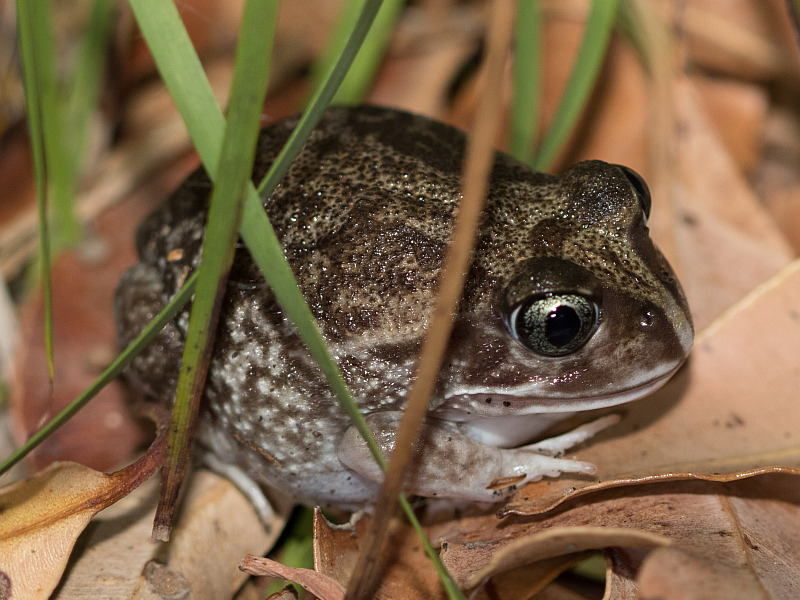 Sand Frog | Friends of Queens Park Bushland