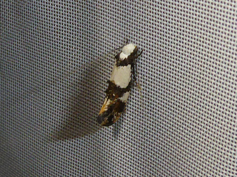 Monopis meliorella | Friends of Queens Park Bushland
