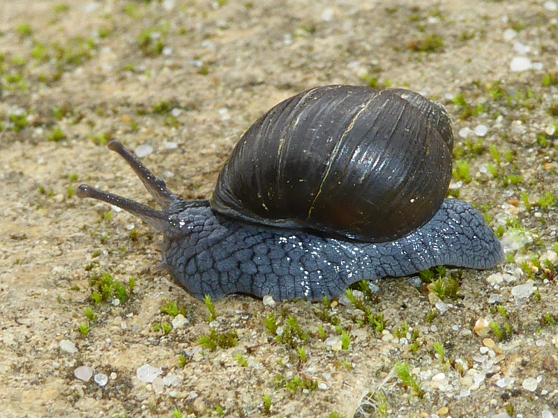 Bothriembryon sp. 2 | Friends of Queens Park Bushland