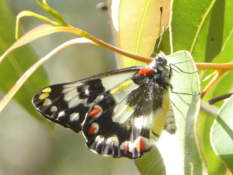 Delias aganippe | Friends of Queens Park Bushland