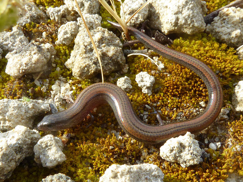 Two-Toed Earless Skink | Friends of Queens Park Bushland