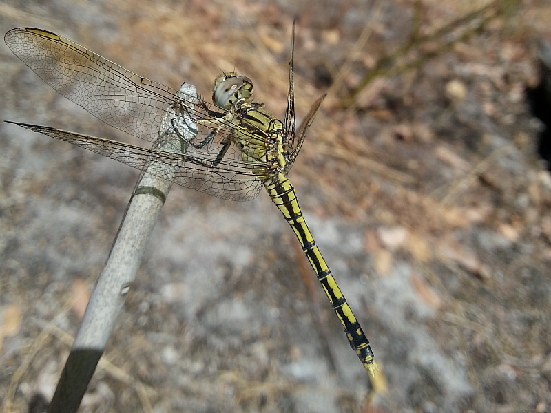 Orthetrum caledonicum (female) | Friends of Queens Park Bushland