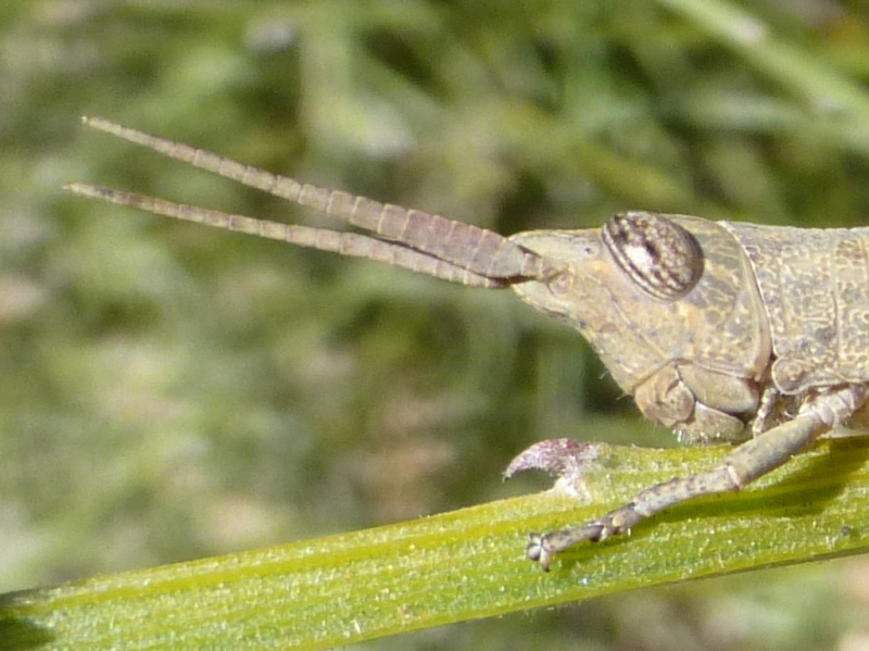 Grasshopper 7 | Friends of Queens Park Bushland